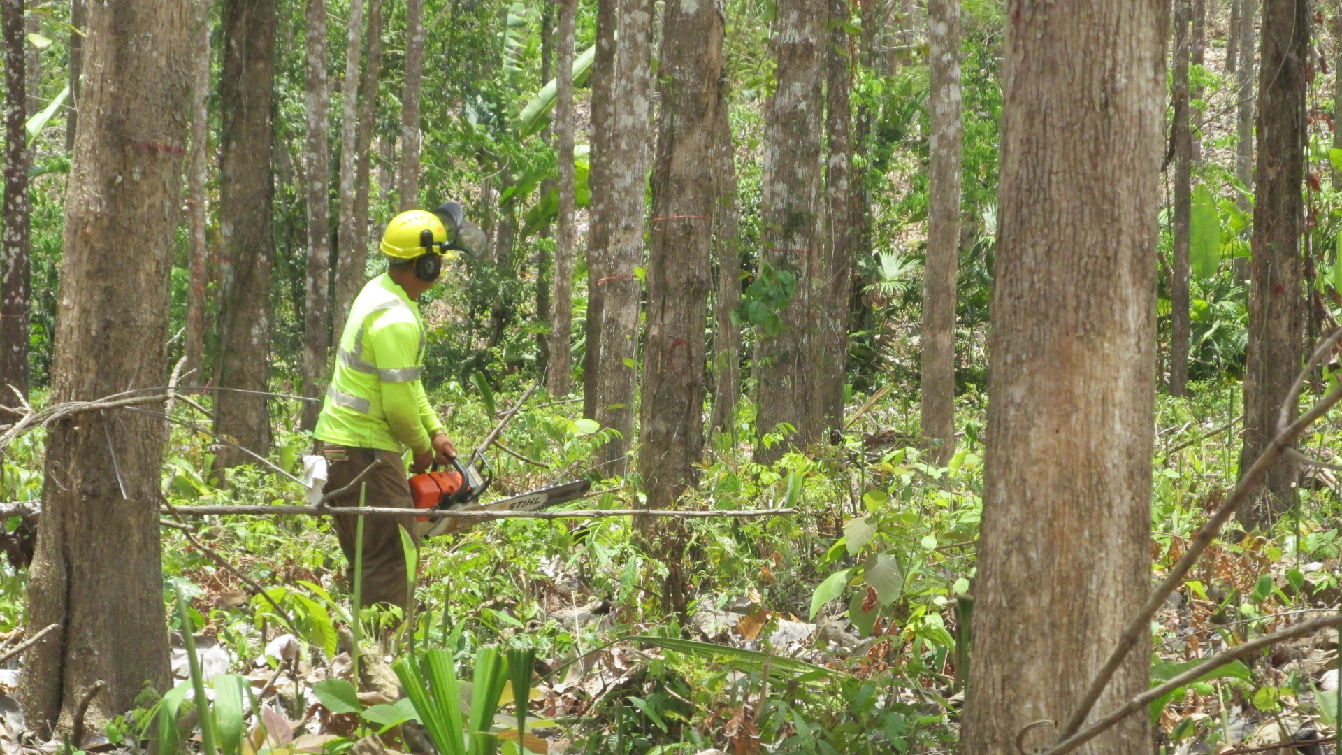 Harvesting - Panama Reforestation Services