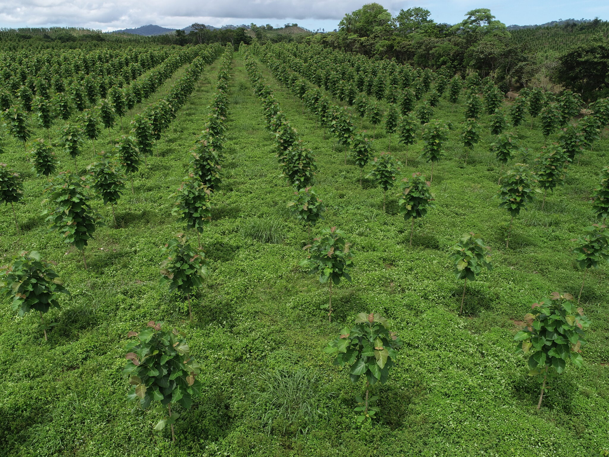Planting - Panama Reforestation Services